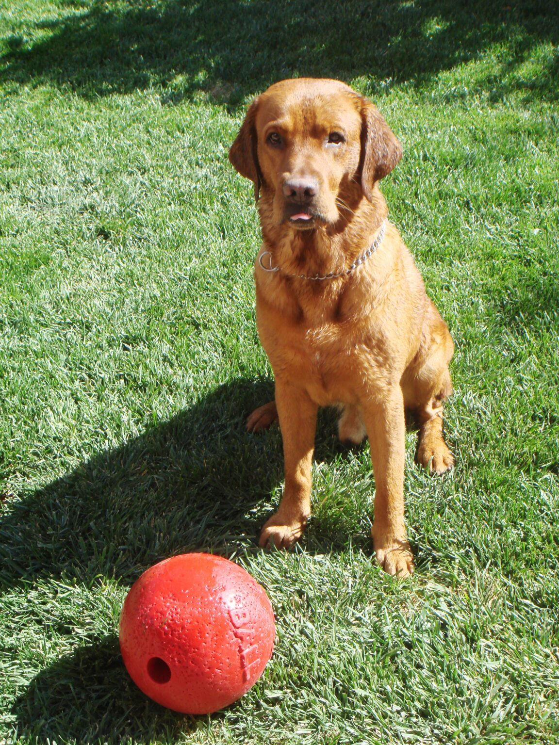 Red Dog Media's 15 Year Anniversary: Founding Story and Business Growth ...