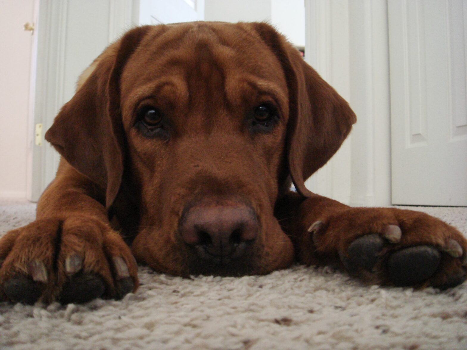 Red Dog Media's 15 Year Anniversary: Founding Story and Business Growth ...